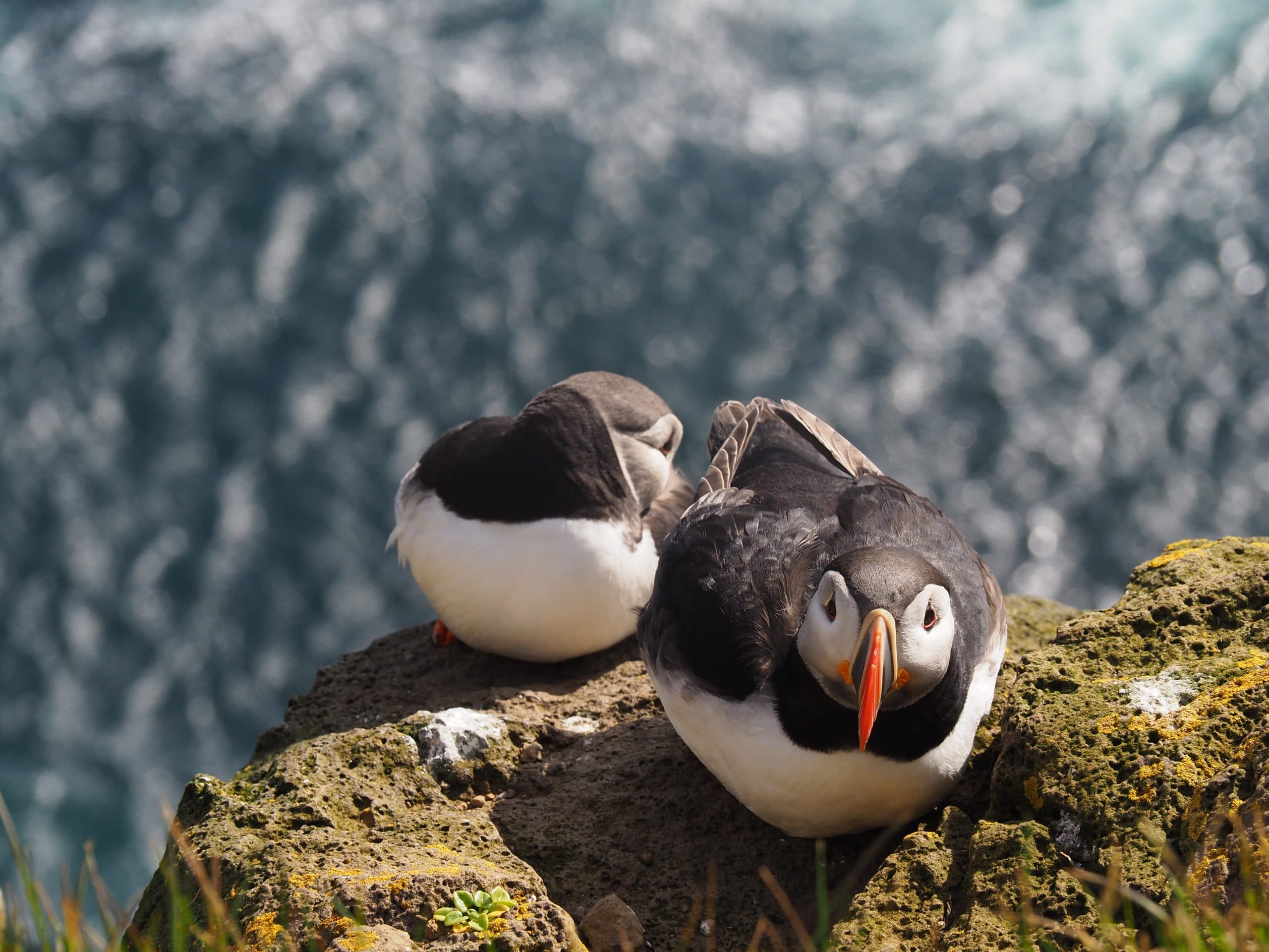 Les macareux des Fjords de l'Ouest de l'Islande : falaise de Latrabjarg
