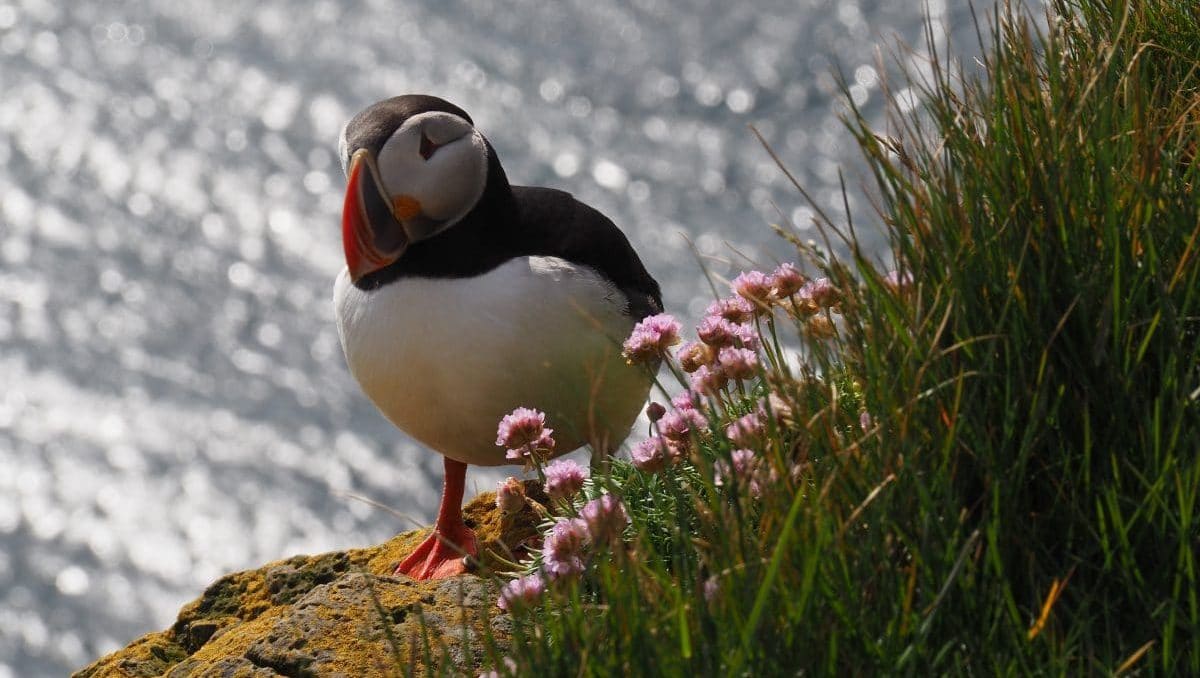 Les macareux des Fjords de l'Ouest de l'Islande : falaise de Latrabjarg